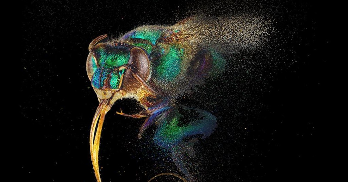 Bees - A Story of Survival at the World Museum Liverpool - Liverpool ONE